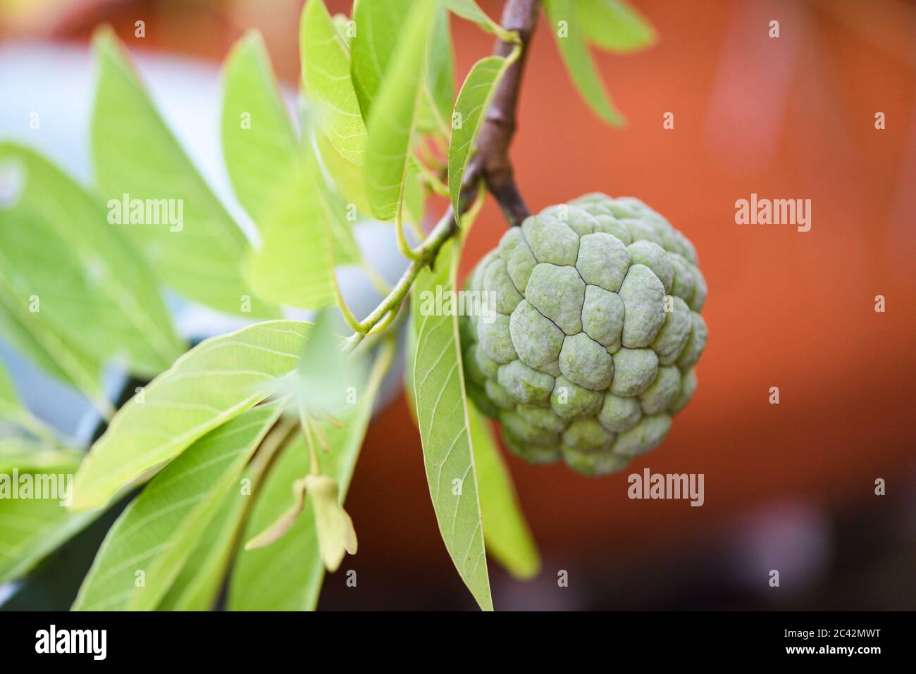 Custard apple tree hi-res stock photography and images - Alamy