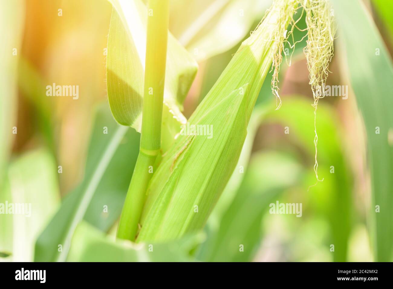 Young corn on plant tree in the corn field / Ear of corn Stock Photo ...