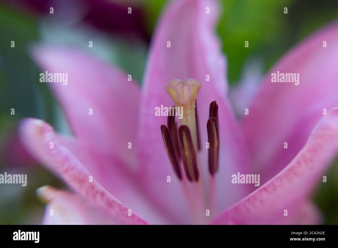 Center of a flower hi-res stock photography and images - Alamy