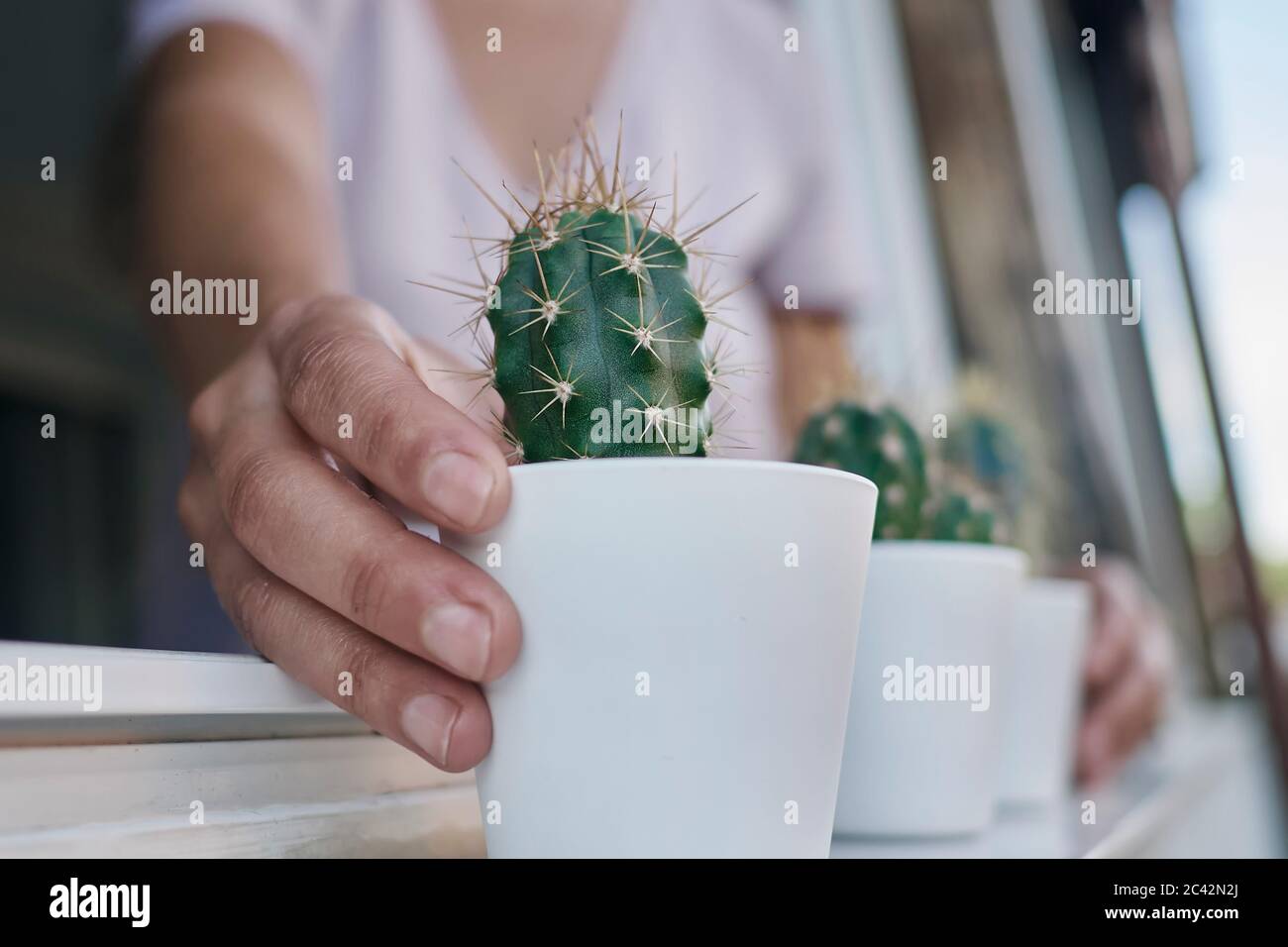 Hand holding cacti hi-res stock photography and images - Alamy