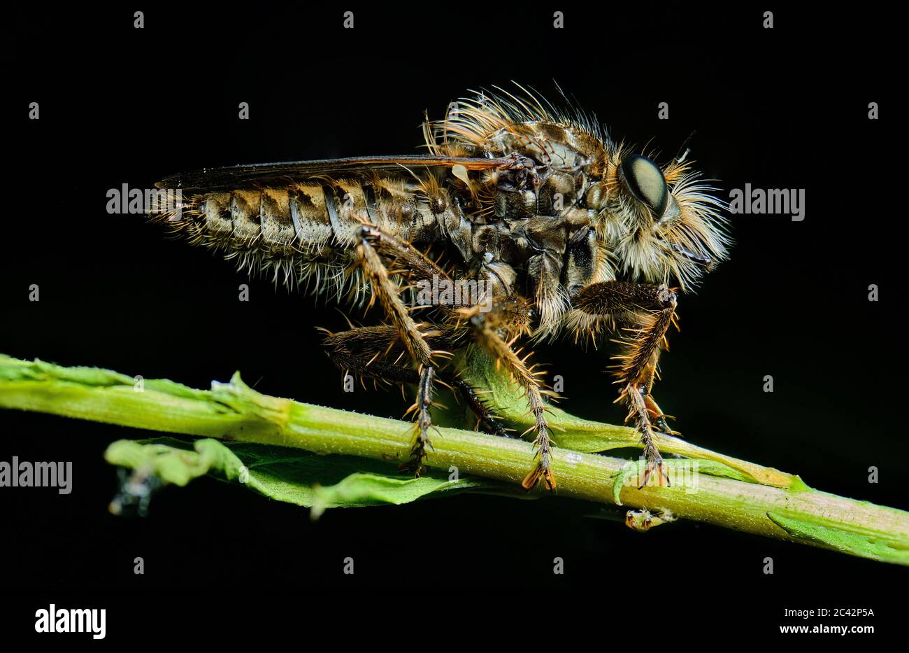 Furry bug hi-res stock photography and images - Alamy