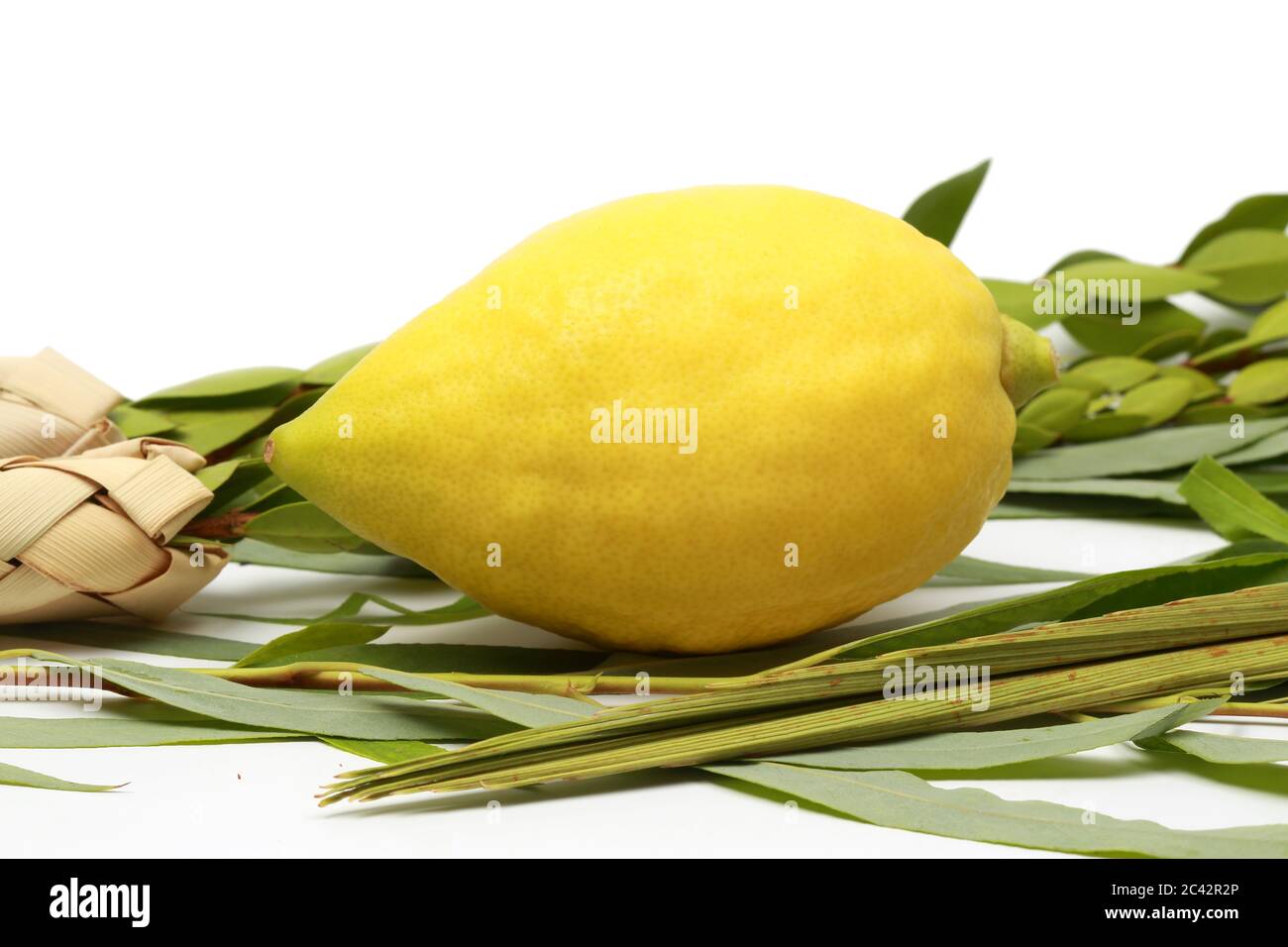 Lulav and etrog hi-res stock photography and images - Alamy