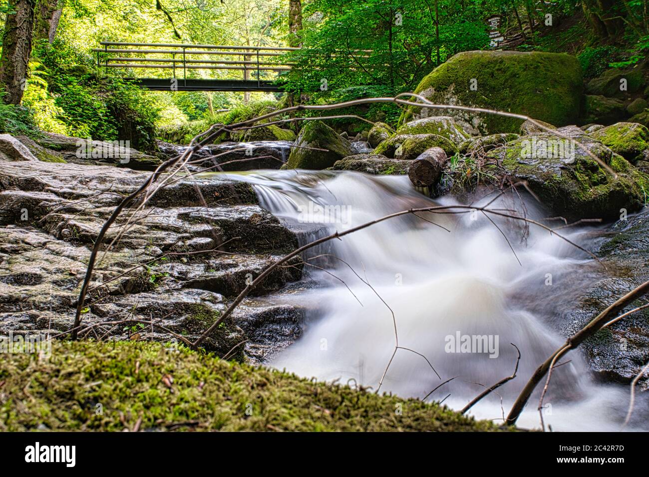 Water in the forest Stock Photo - Alamy