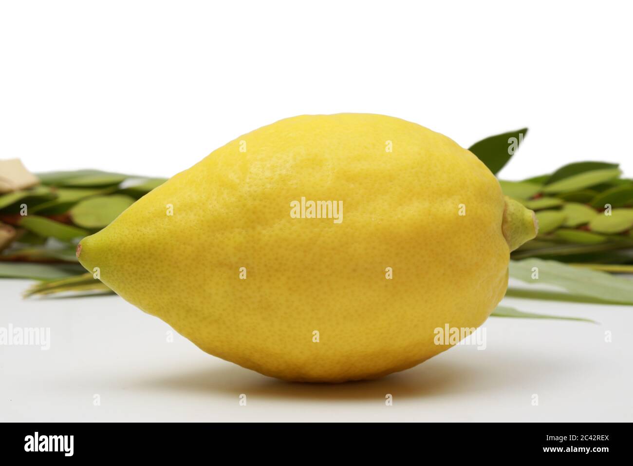 Etrog (citron fruit), hadass (myrtle branches), Lulav (Date palm tree ...