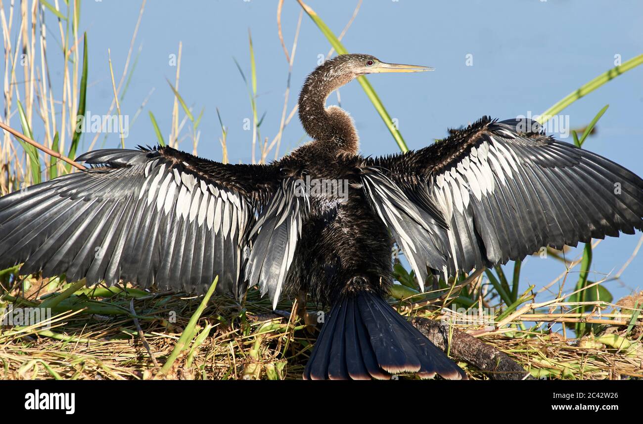 Bird drying wings hi-res stock photography and images - Alamy