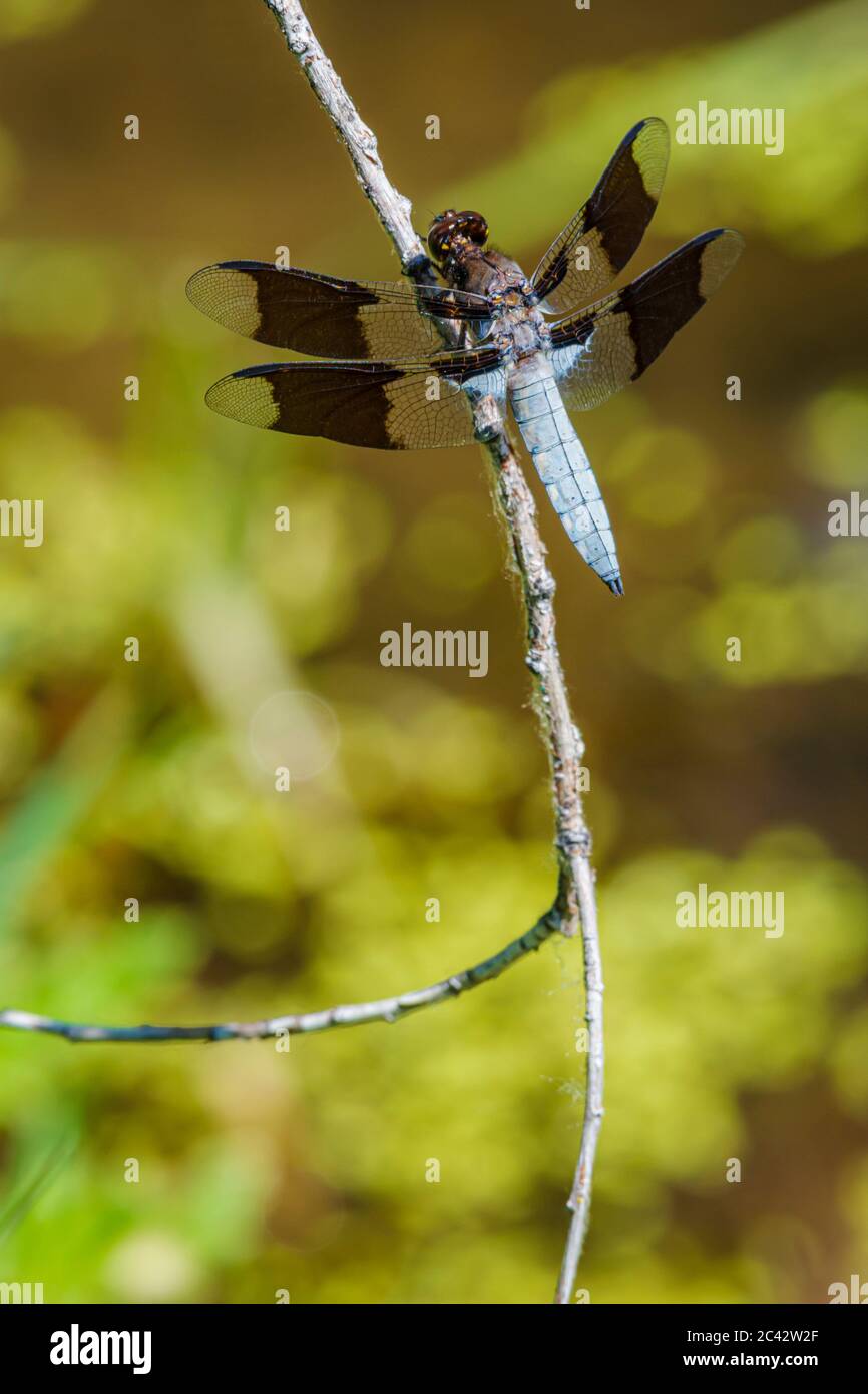 Male Common Whitetail Skimmer dragonfly (Plathemis lydia) resting on ...