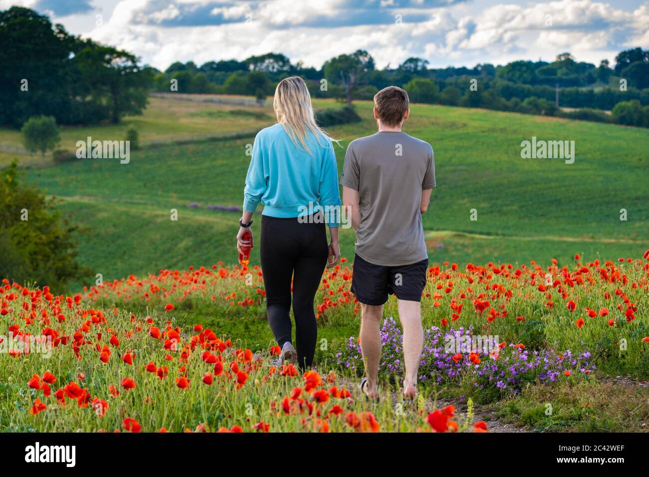 Poppy fields hi-res stock photography and images - Alamy