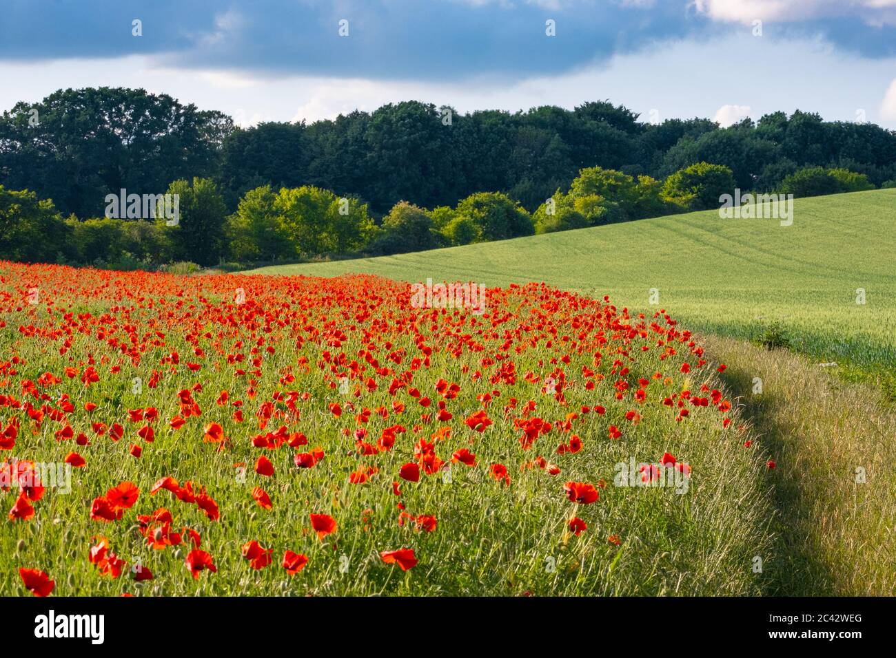 Poppies of Codicote Stock Photo - Alamy