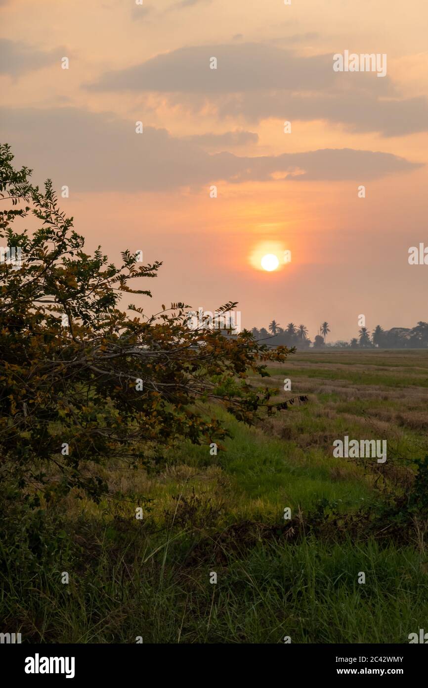 Scenic sunset at paddy field in Kedah, Malaysia Stock Photo - Alamy
