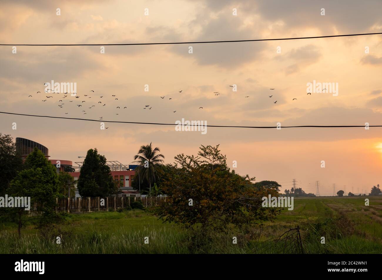Scenic sunset at paddy field in Kedah, Malaysia Stock Photo - Alamy