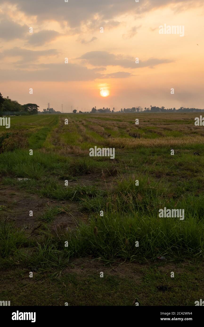 Scenic sunset at paddy field in Kedah, Malaysia Stock Photo - Alamy