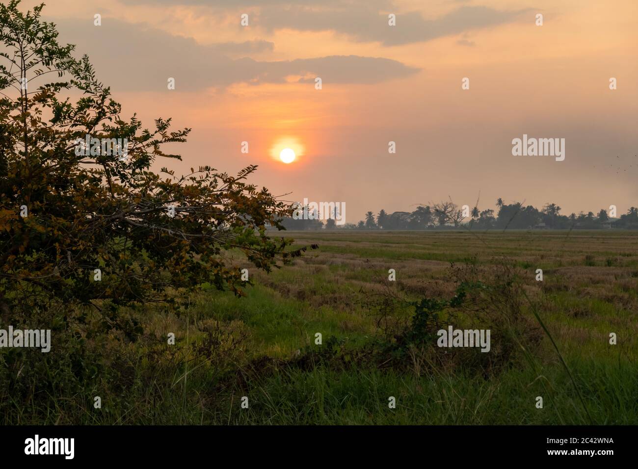 Scenic sunset at paddy field in Kedah, Malaysia Stock Photo - Alamy