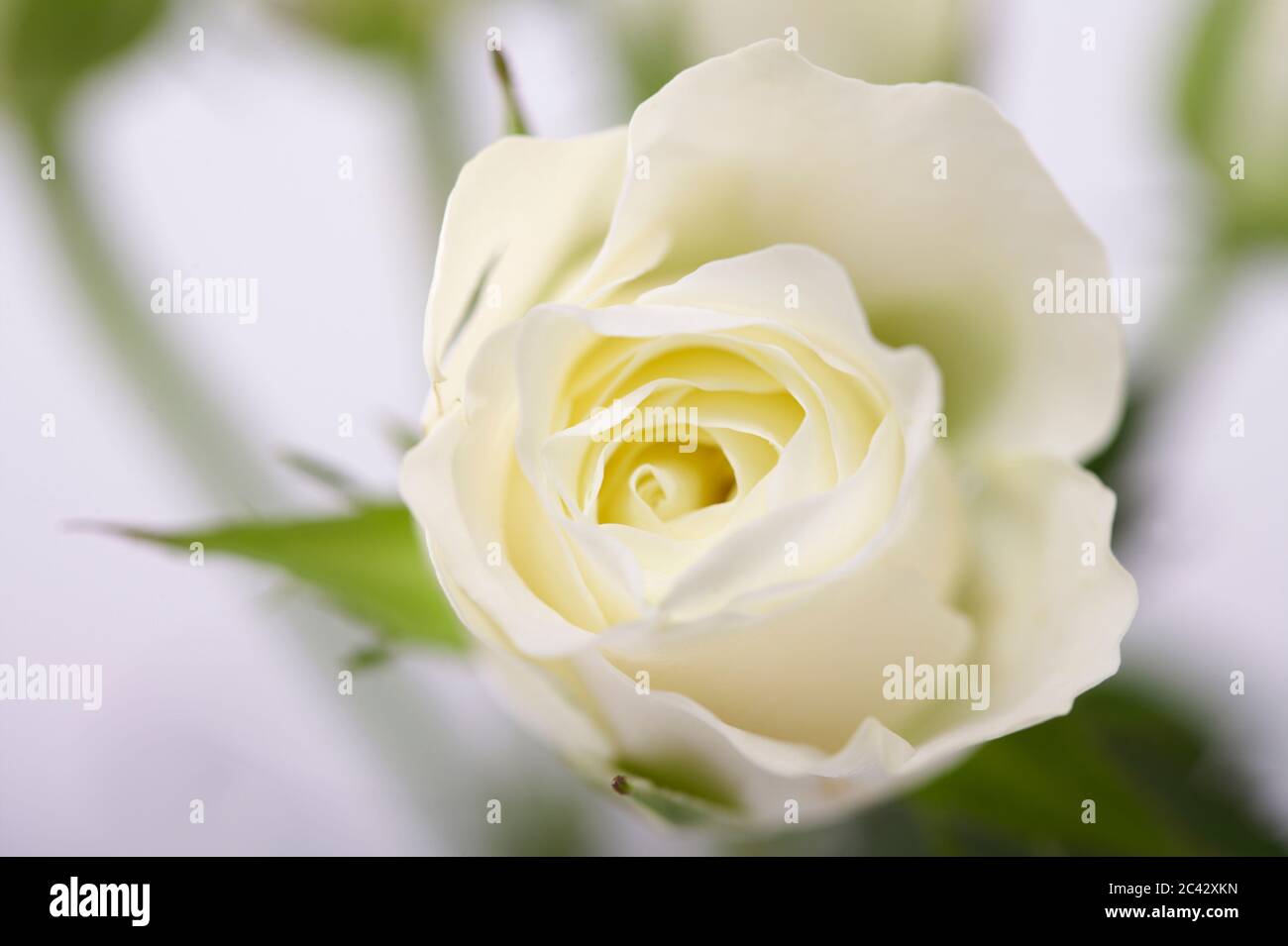 White rose - romance - flowers Stock Photo - Alamy