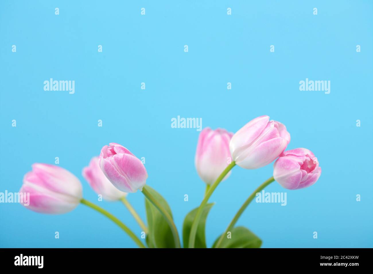 Five tulips - spring flowers Stock Photo - Alamy