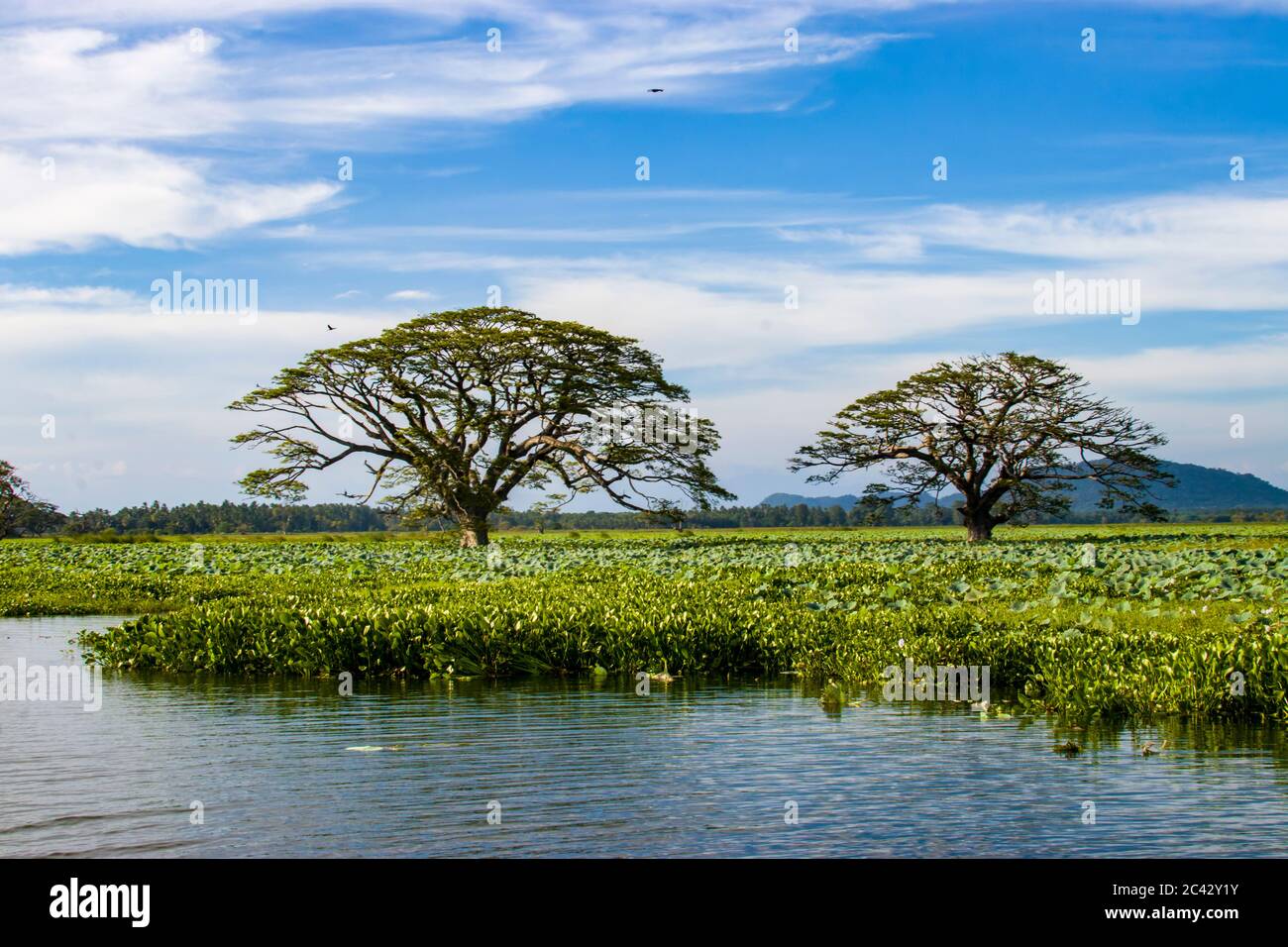 Beautiful tropical scenery of trees in water on lake Tissa Wewa in ...