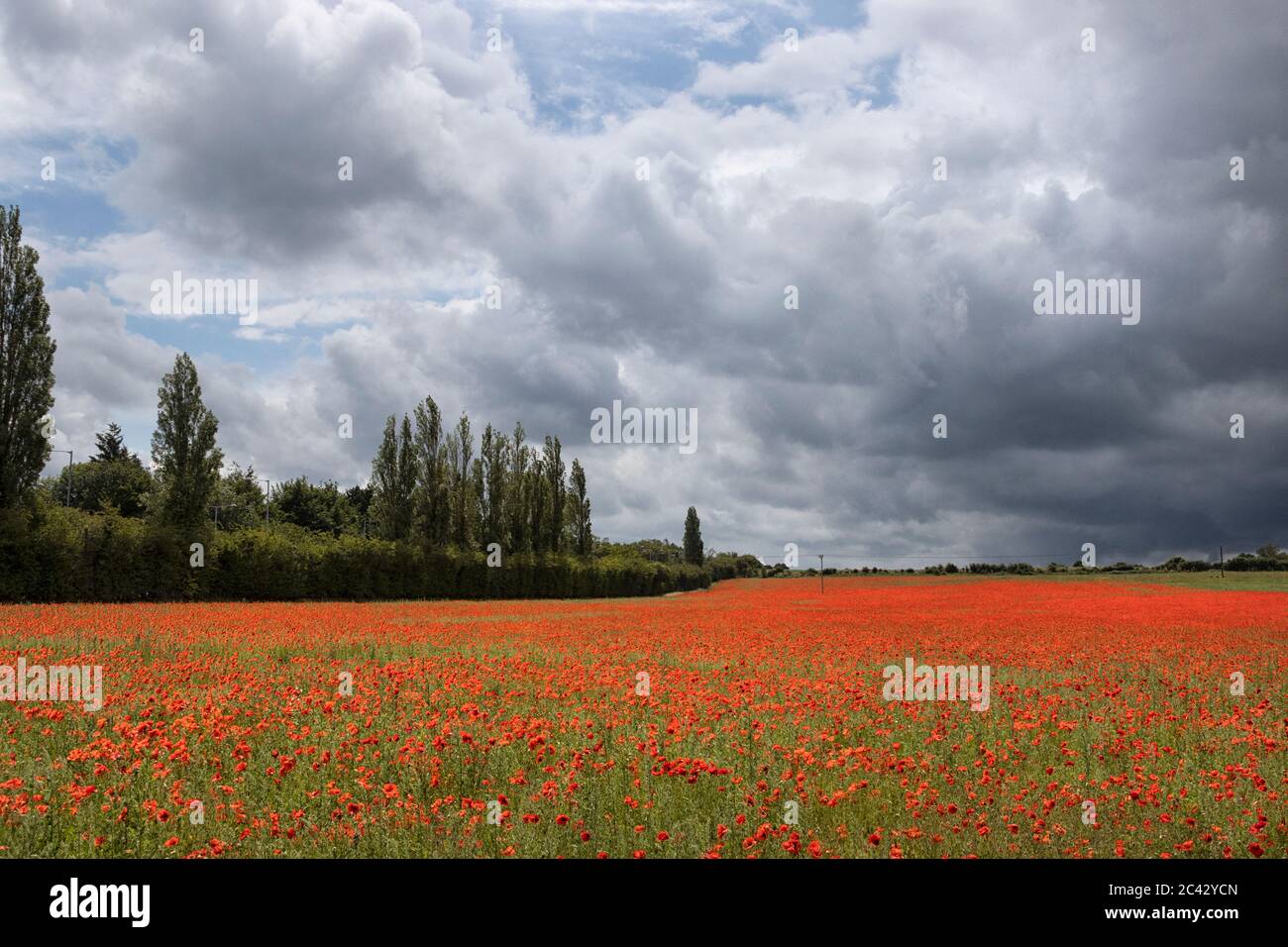 Walking into a poppy field on a stormy summer's day, Norfolk, England ...