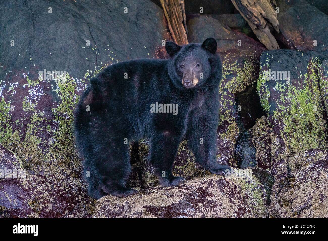 Black bear walking along the Knight Inlet shoreline in early May, Great ...