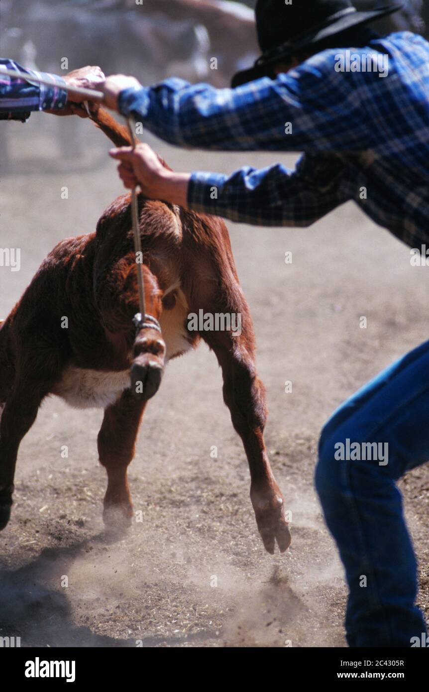 Cowboy catches a calf ranch action Stock Photo - Alamy