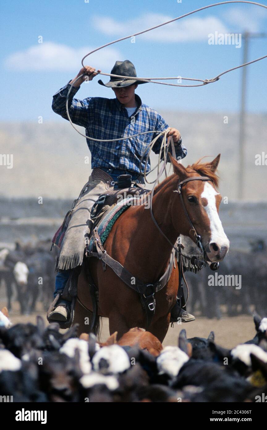 Cowboy with lasso behind a herd of cattle - ranch action Stock Photo ...