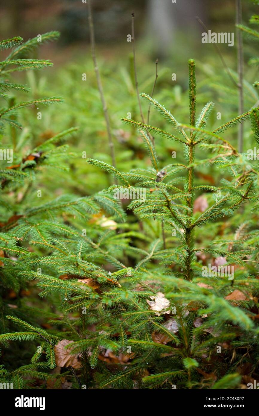 Fir trees in the Teutoburg Forest, Horn-Bad Meinberg, North Rhine ...
