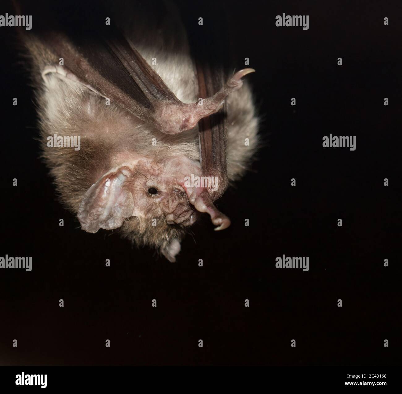 Bat close up hi-res stock photography and images - Alamy