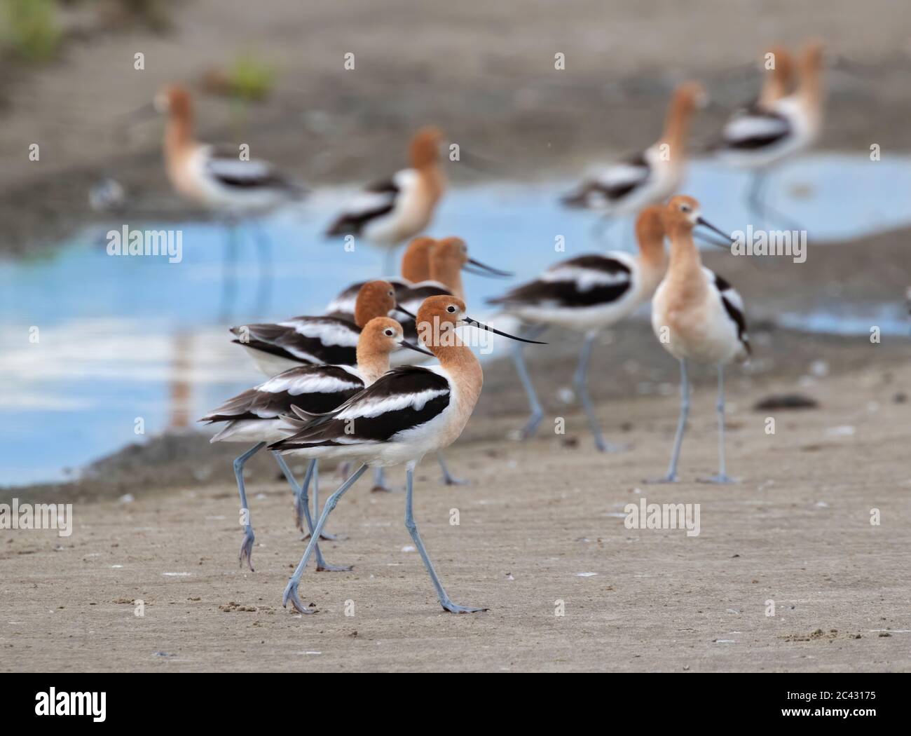 American avocets hi-res stock photography and images - Alamy