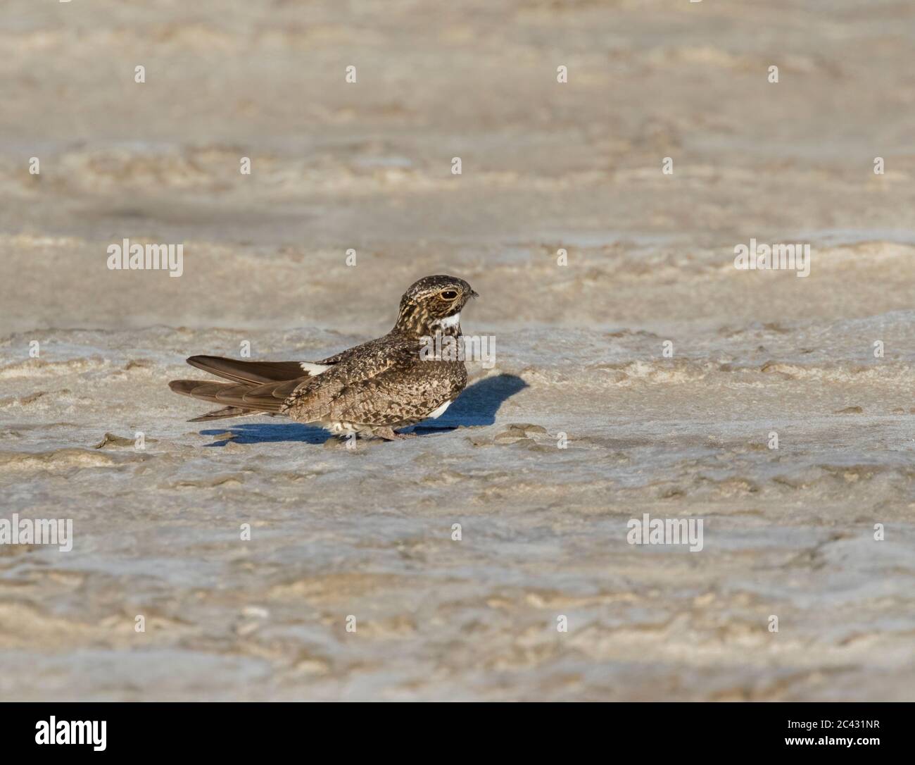 Nighthawk High Resolution Stock Photography and Images - Alamy