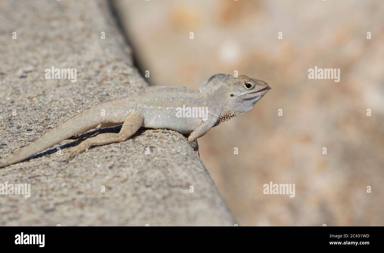 The brown anole (Anolis sagrei) posing on the rock Stock Photo - Alamy