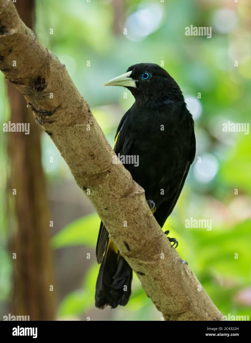 The yellow-rumped cacique (Cacicus cela Stock Photo - Alamy