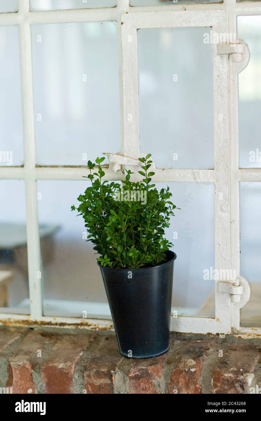 Boxwood in a pot hi-res stock photography and images - Alamy