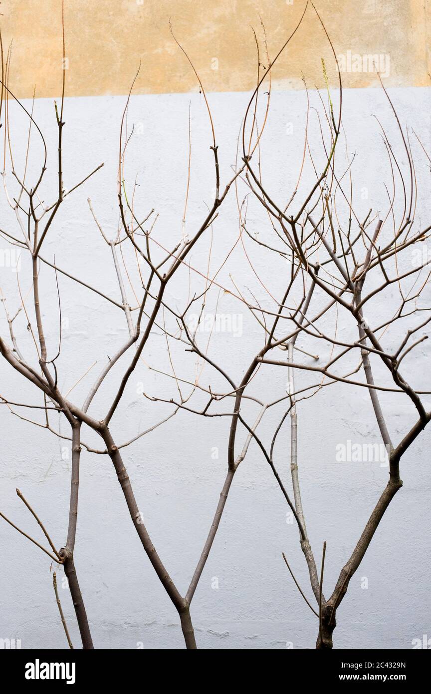 Tree branches in front of a wall Stock Photo - Alamy