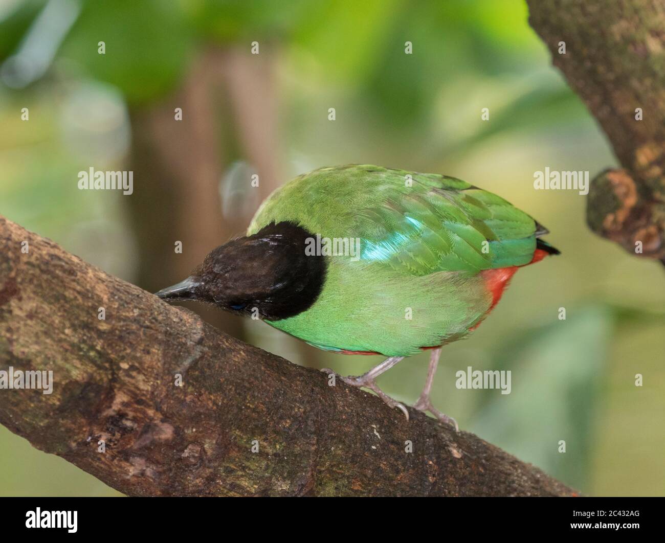 The hooded pitta (Pitta sordida) feeding on the tree, close up Stock ...