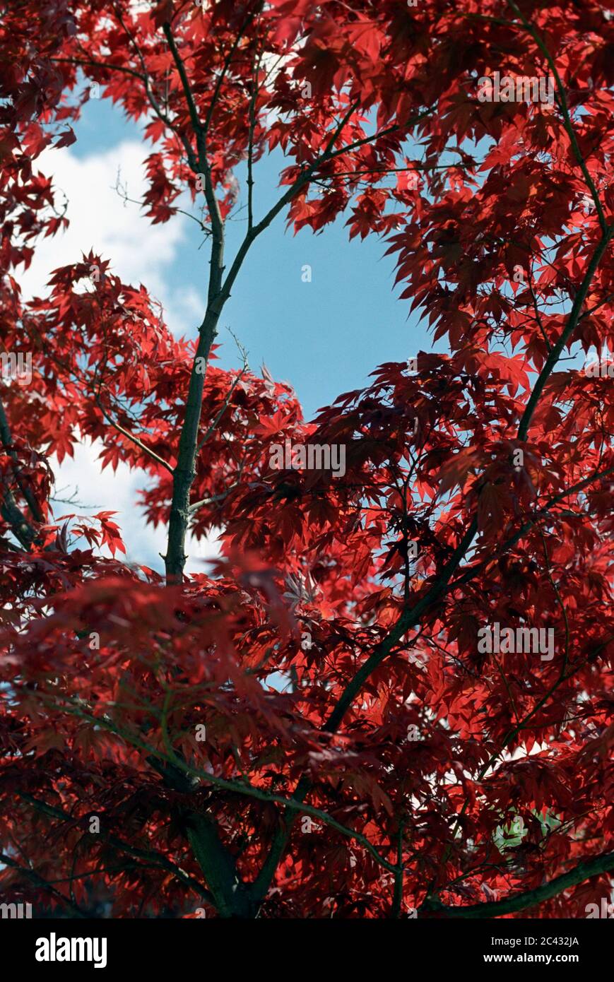 Detail of a deciduous tree in autumn Stock Photo - Alamy