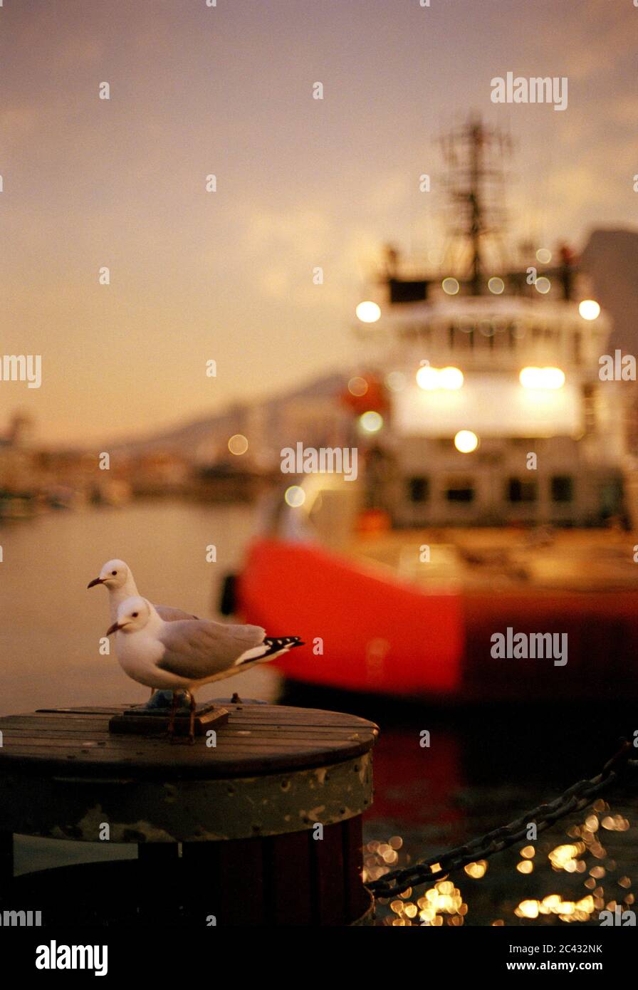Seagulls on a barrel in the harbor, South Africa Stock Photo - Alamy