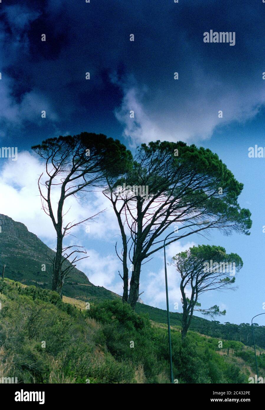 Lopsided trees, South Africa Stock Photo - Alamy