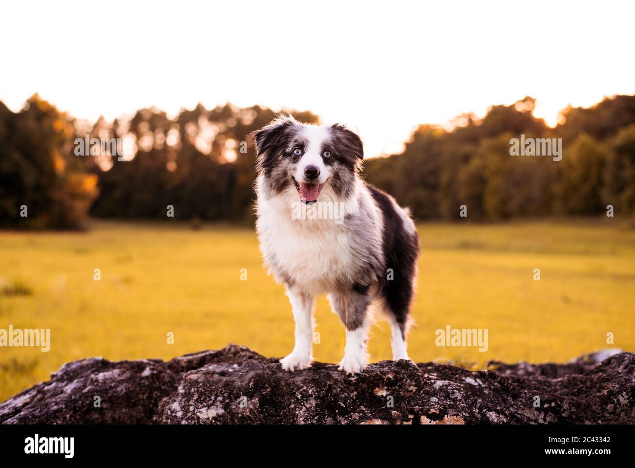 Ozzie Dog