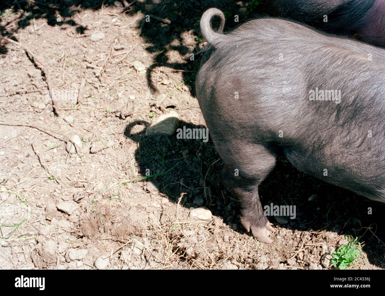 Rump of a wild boar - animals Stock Photo - Alamy