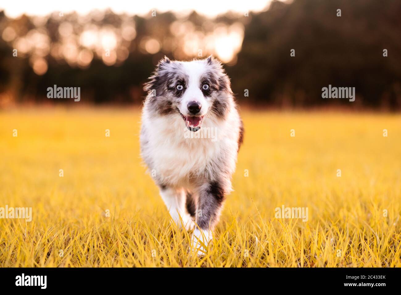 Purebred aussie hi-res stock photography and images - Alamy
