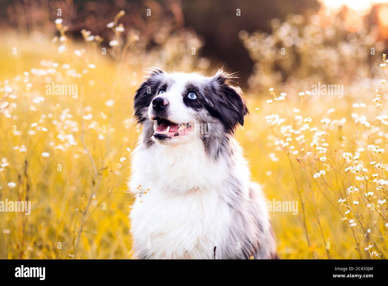 The aussie dog hi-res stock photography and images - Alamy