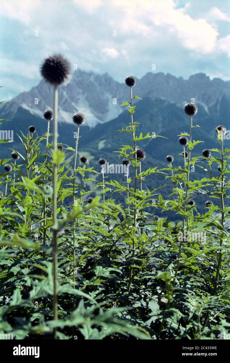 Diestel hi-res stock photography and images - Alamy