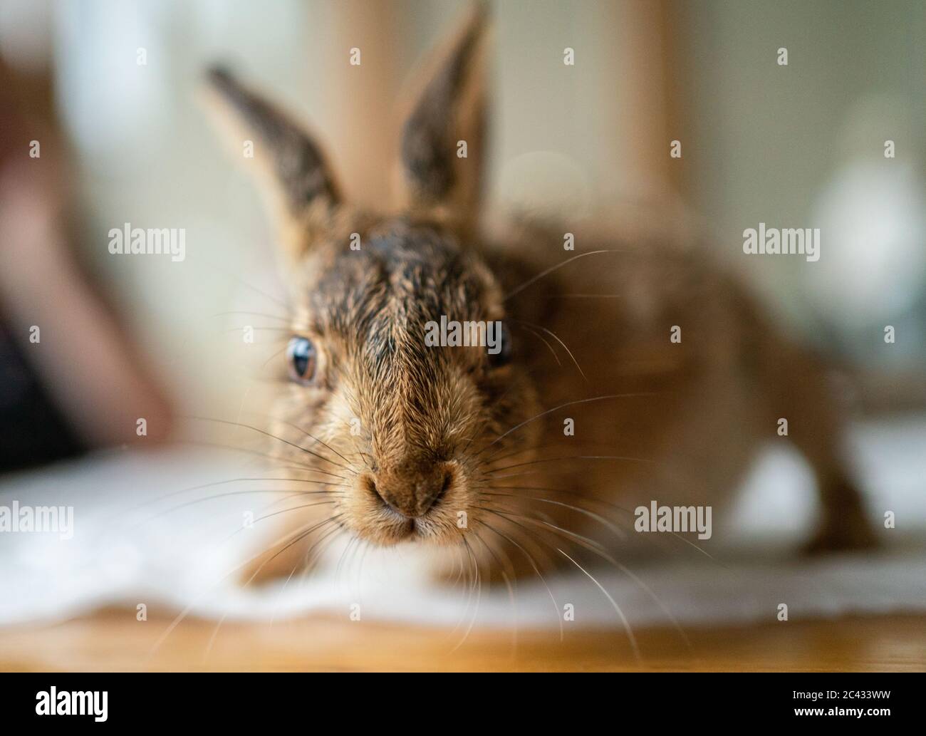 Rabbit rescue centre hi-res stock photography and images - Alamy