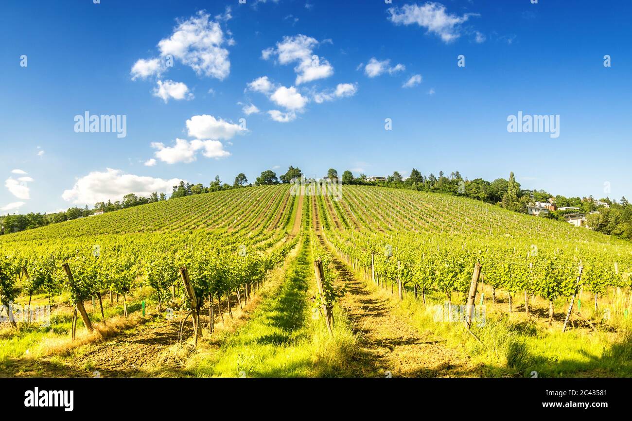 Wine region vienna hi-res stock photography and images - Alamy
