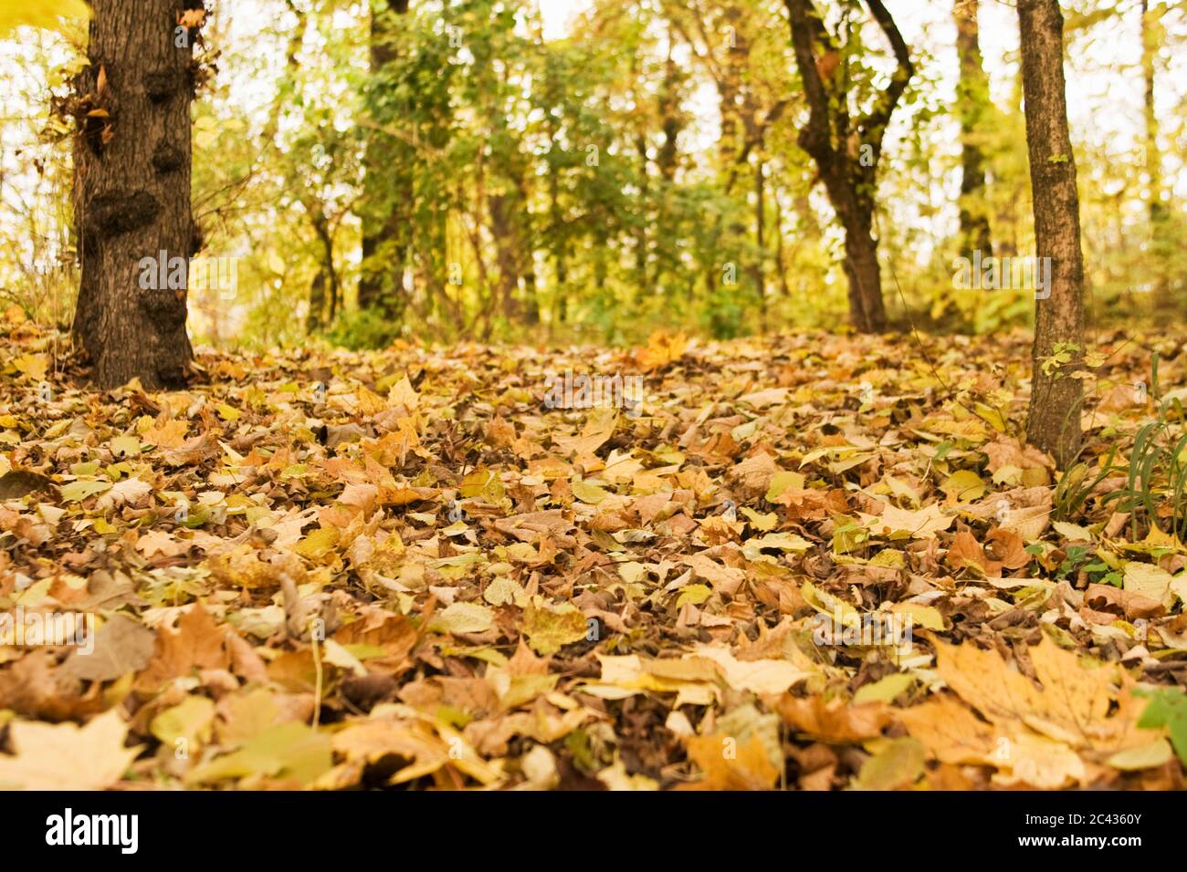 Forest floor with autumn leaves Stock Photo - Alamy