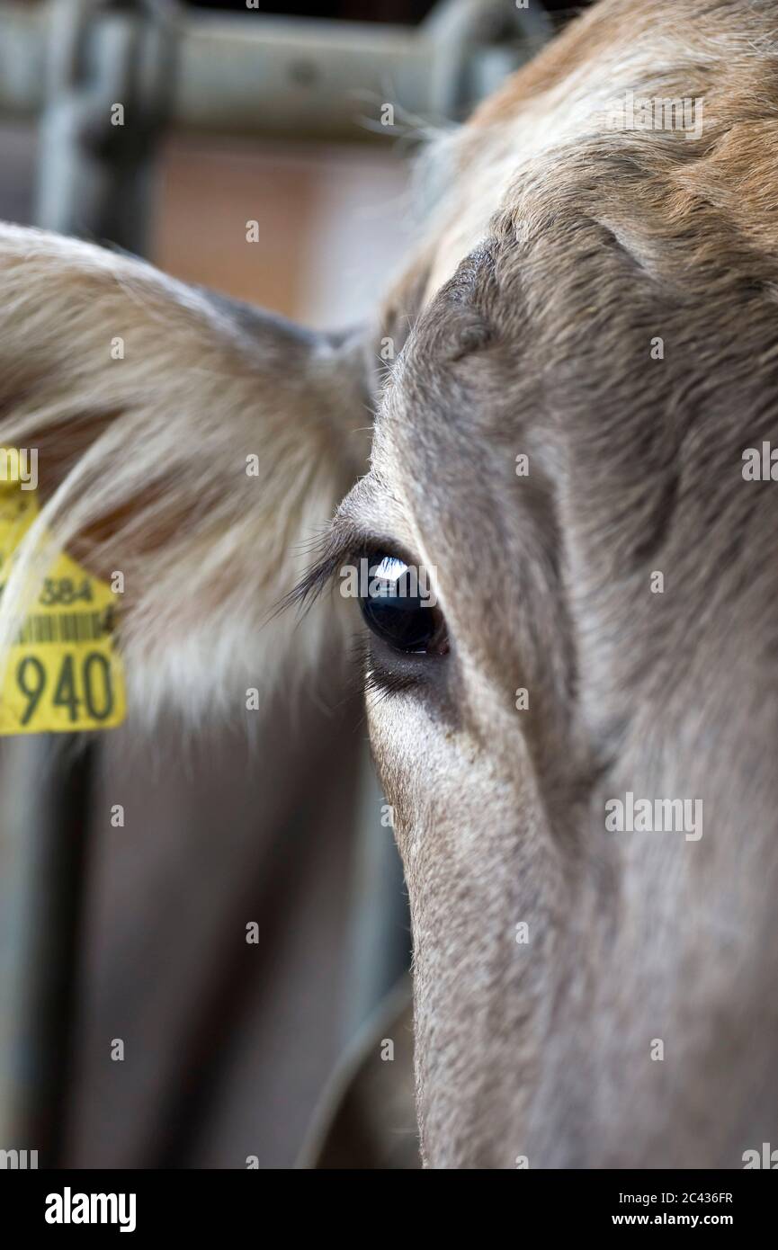 Cow ear tag hi-res stock photography and images - Alamy