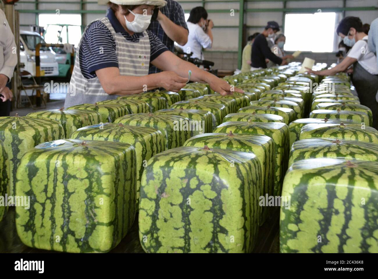 Cube-shaped watermelons are lined up in Zentsuji, Kagawa Prefecture ...