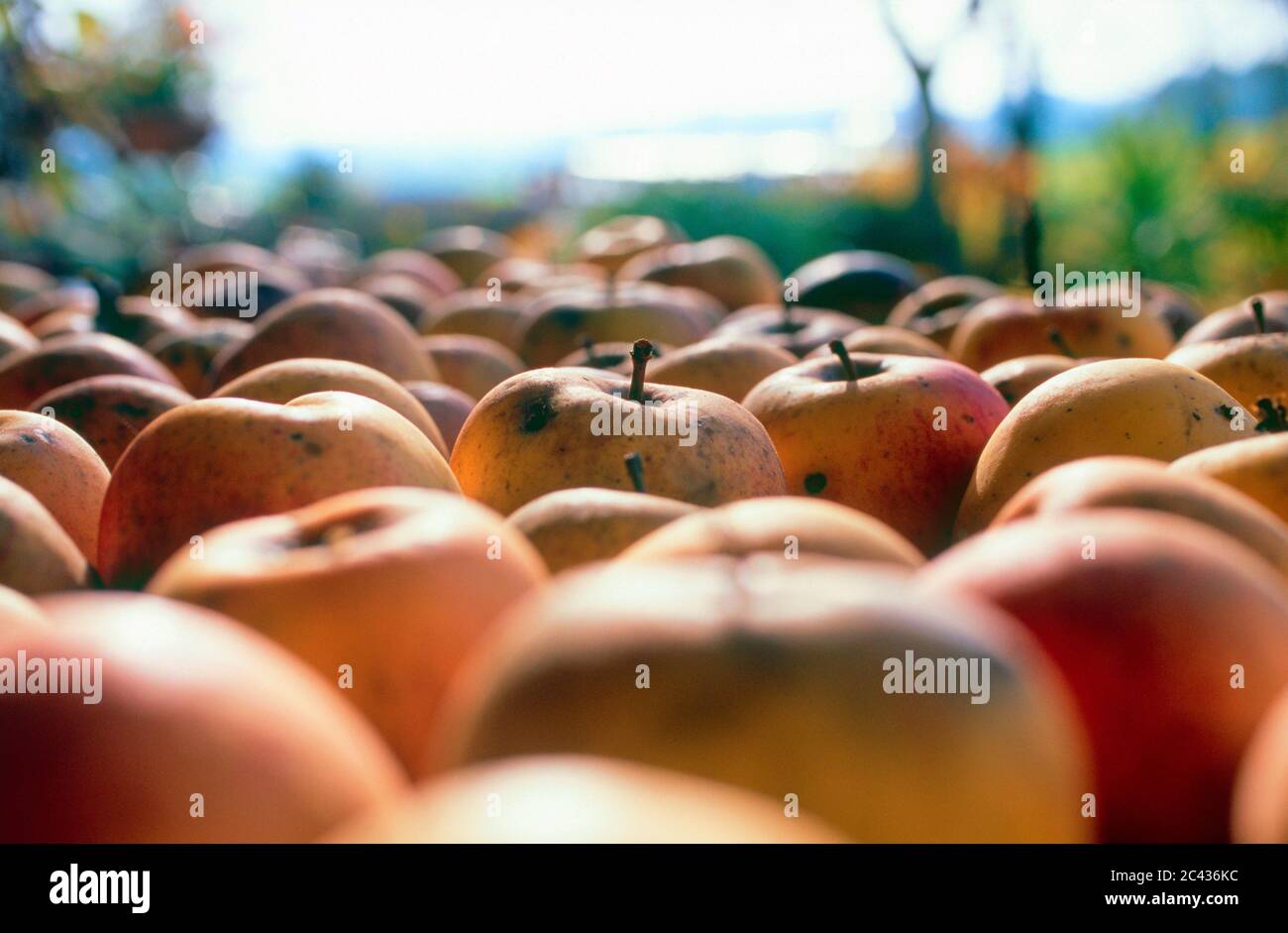 Variety of apples - harvest Stock Photo - Alamy