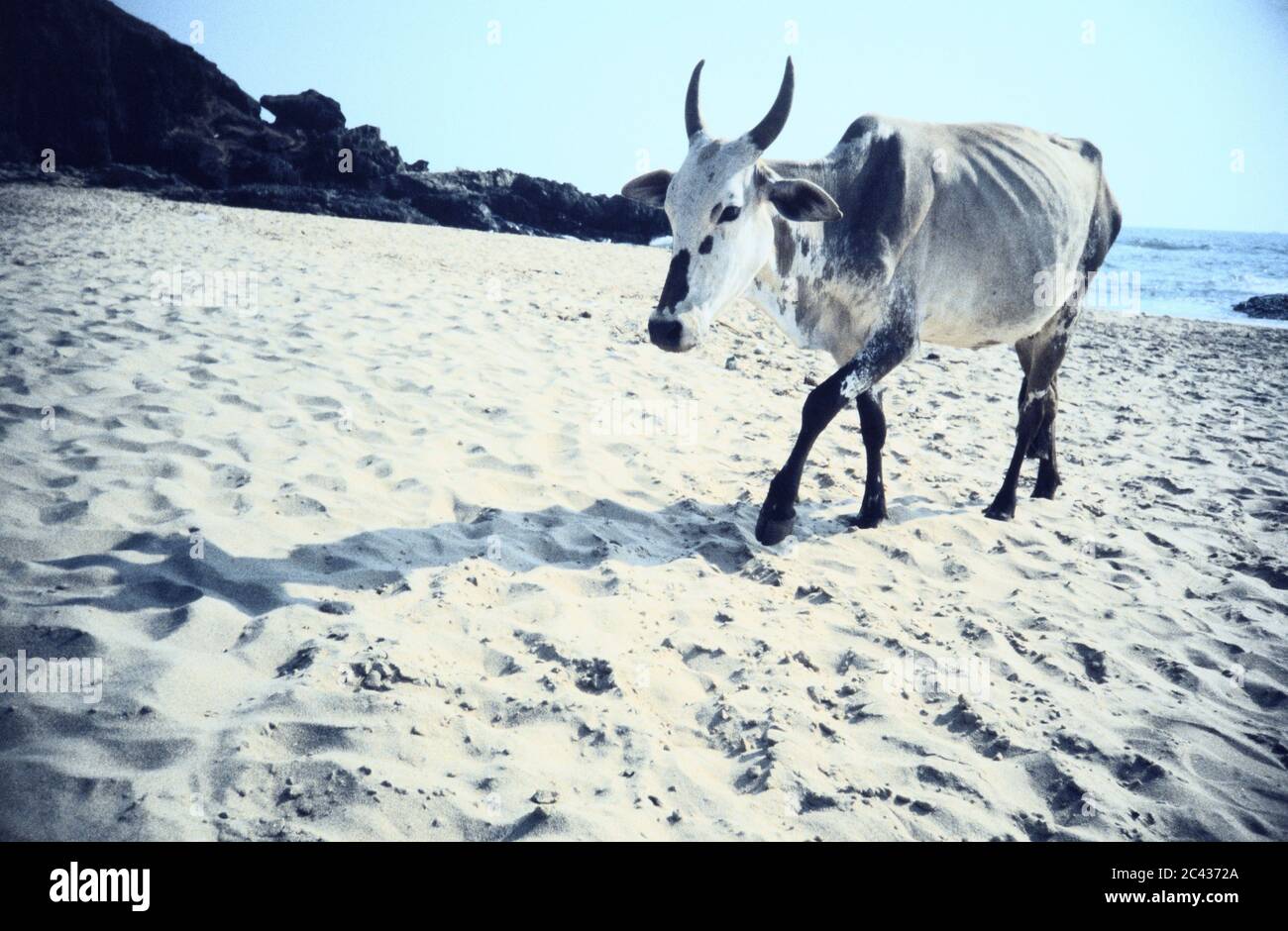 Cow on the beach - mammal - India Stock Photo - Alamy