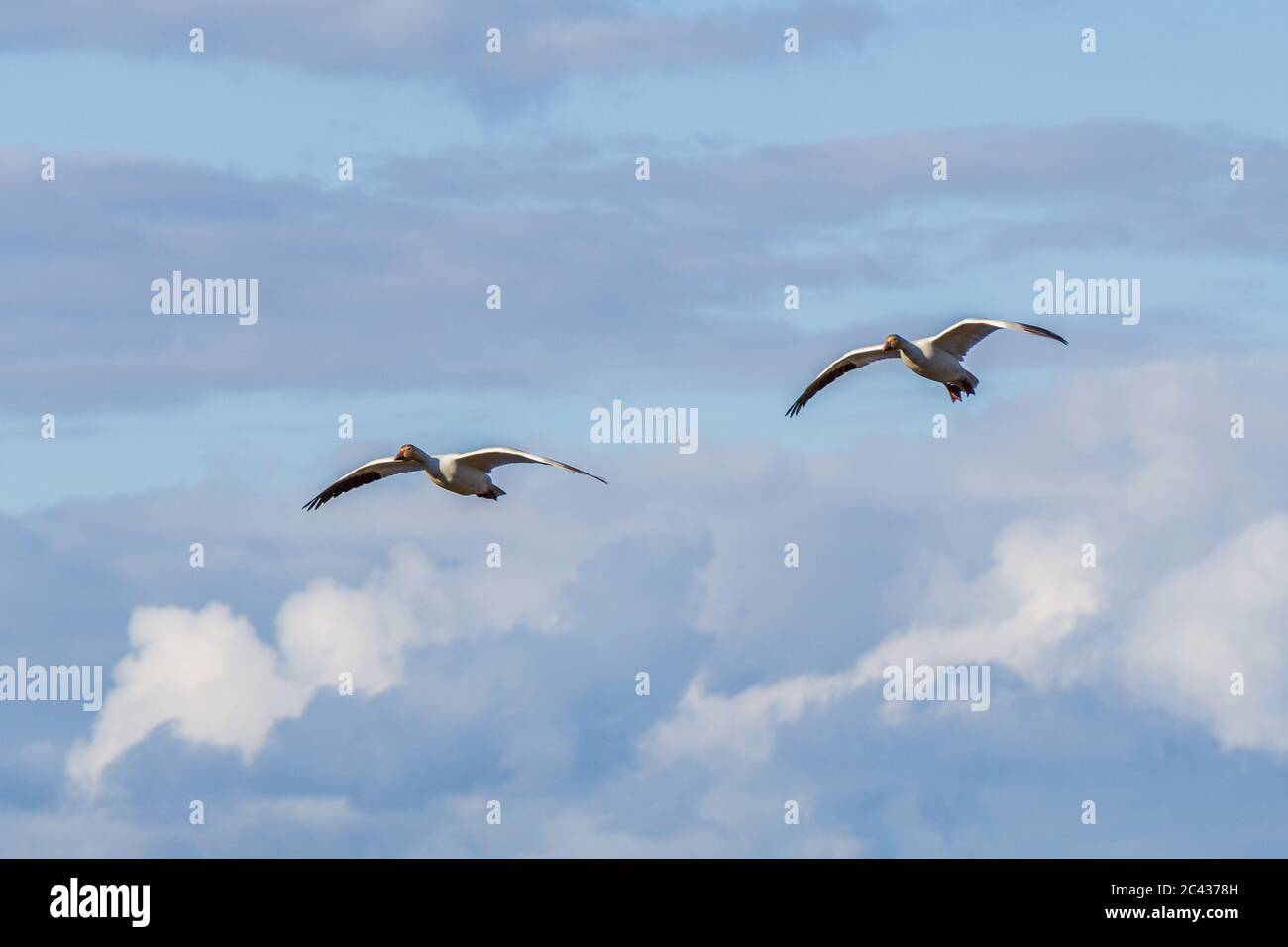 Blue goose hi-res stock photography and images - Alamy
