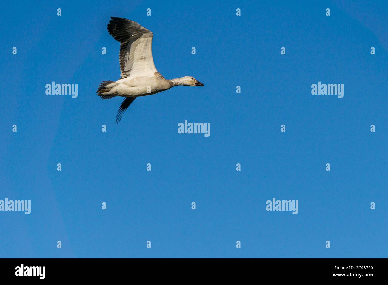 Blue goose hi-res stock photography and images - Alamy