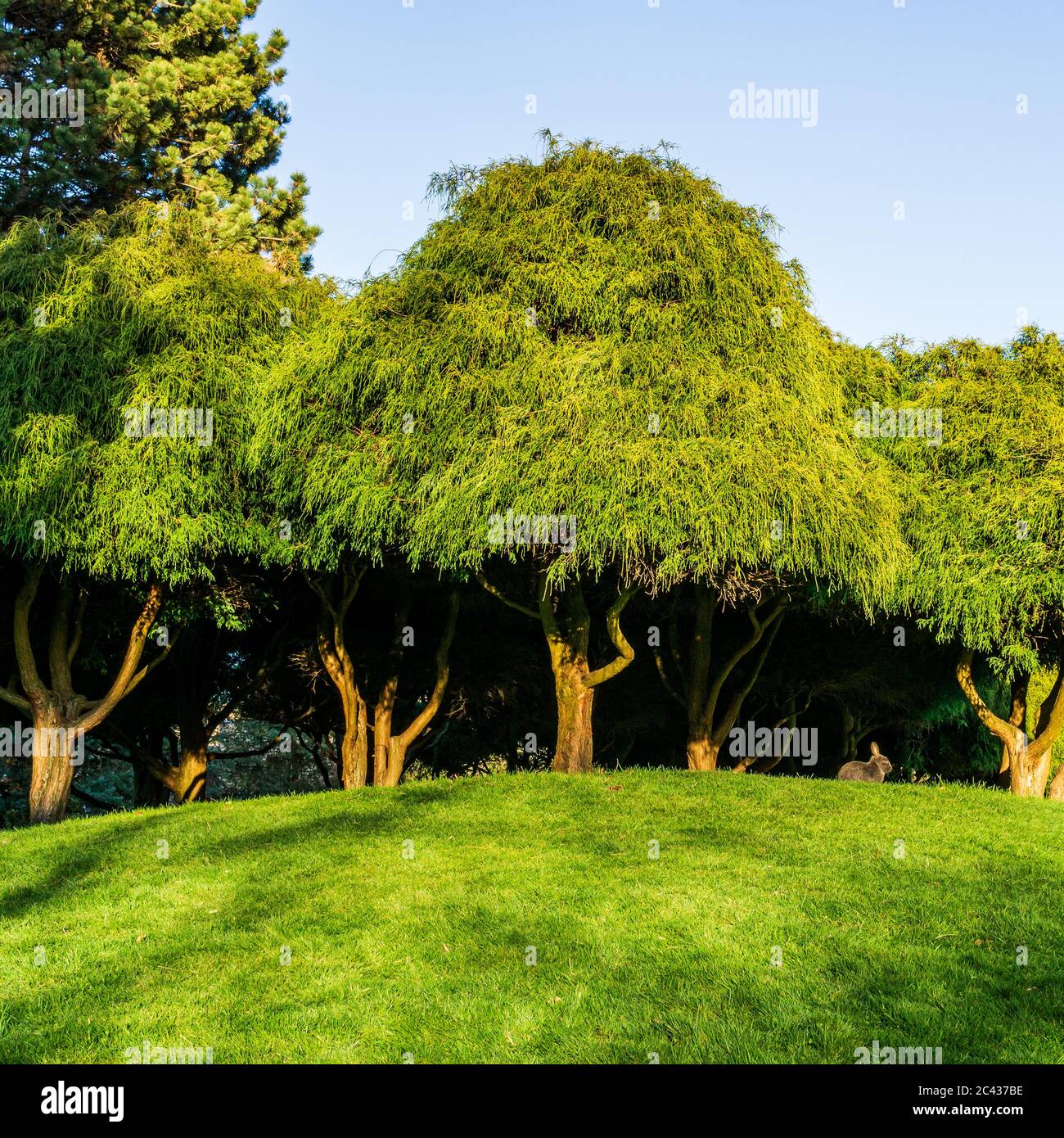 green trees in the meadow or lawn in the park with blue sky Stock Photo ...